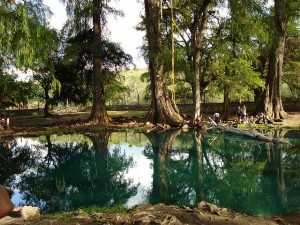 Ahuehuete, un gigante milenario - RegeneraciónMX