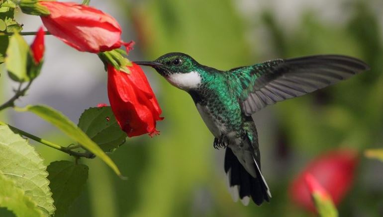 UNAM instala jardines para colibríes en la CDMX