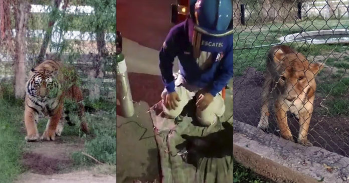 Con rescate animal inician el año autoridades de seguridad de México