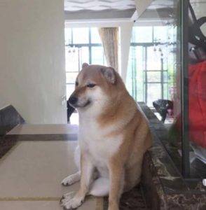 Cheems: el famoso lomito de los memes está enfermo