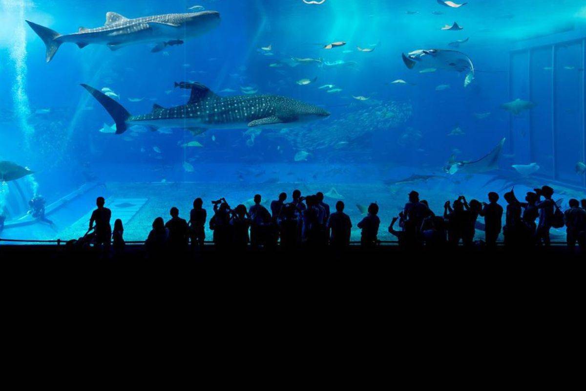 Parque Tepeyac en CDMX tendrá un mega acuario más grande que el de Slim ...