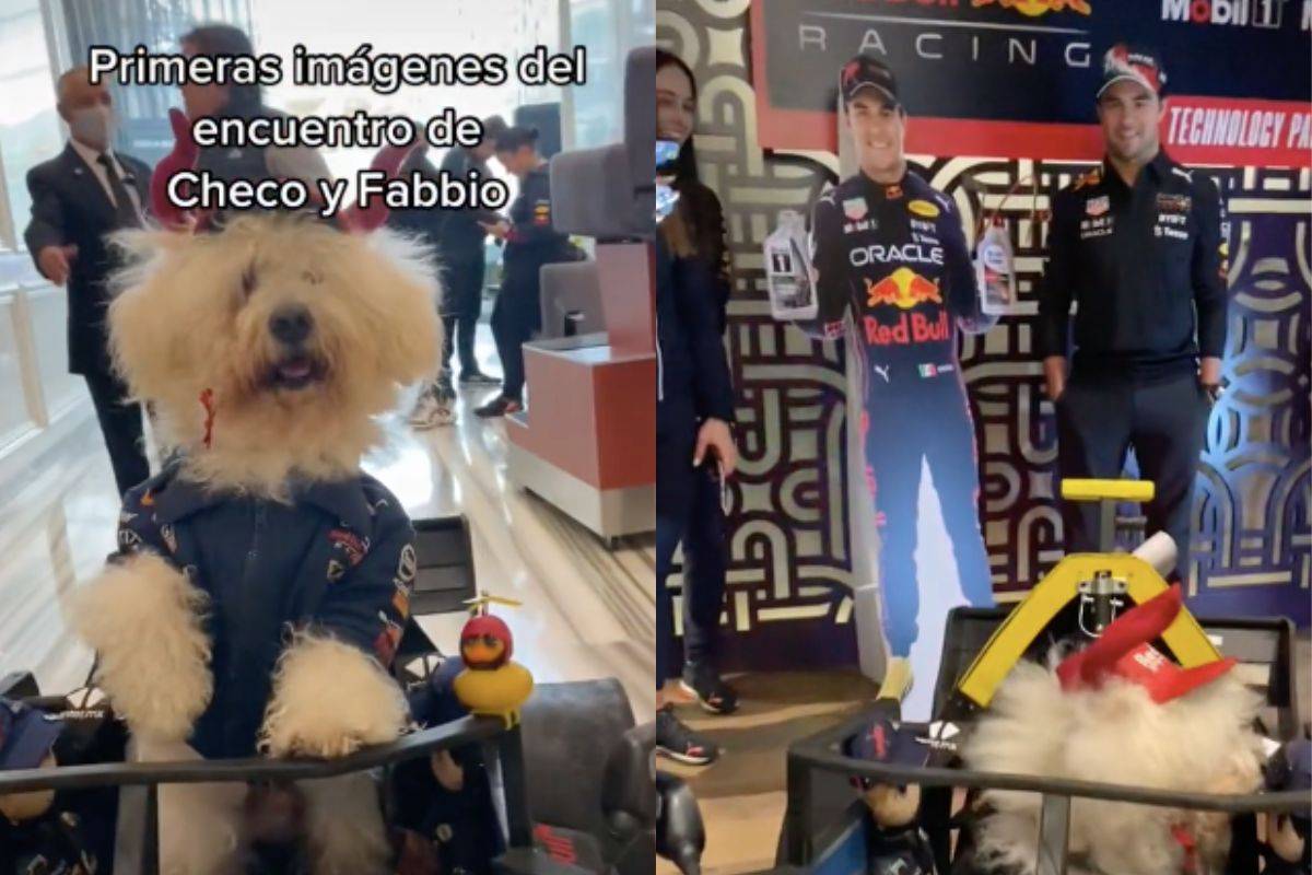 Video: Perrito fan de Checo Pérez conoce al piloto mexicano; causan ...