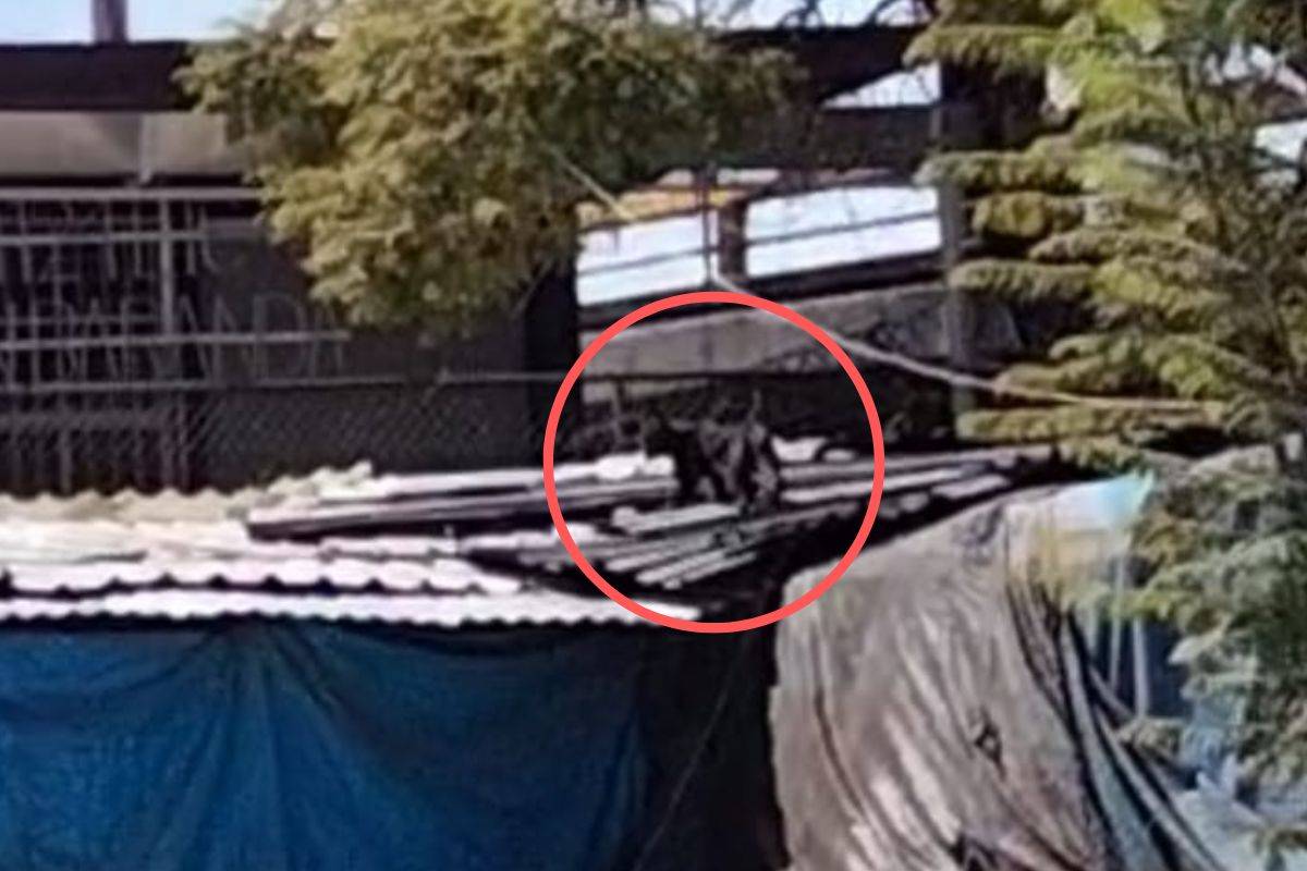 Video: Pantera se pasea por los alrededores del Metro Tacuba y causa ...