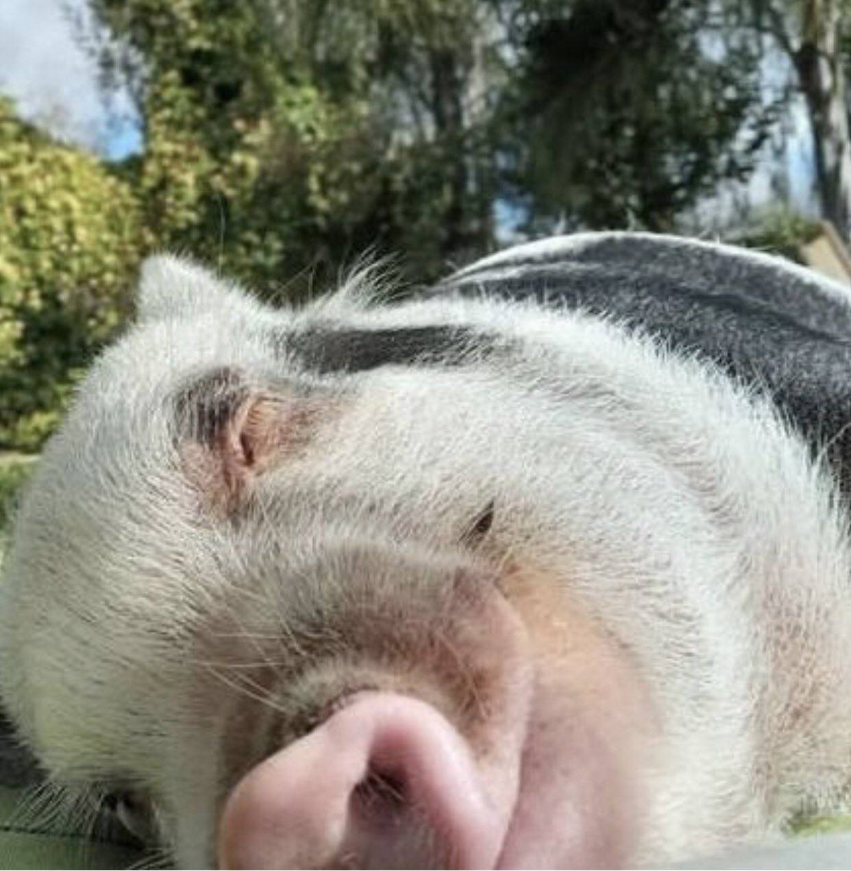 Hombre adopta a cerdita como mascota; la mata y termina comiéndosela