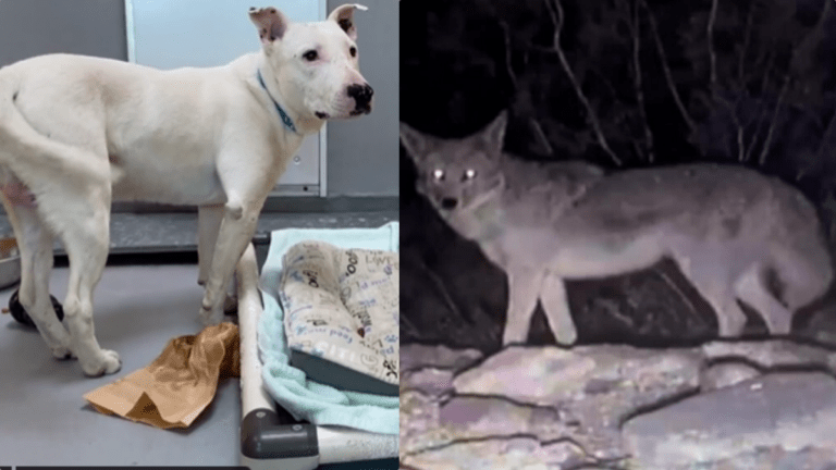 La historia de Ghost: Abandonado por sus dueños, adoptado por coyotes
