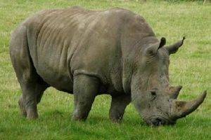 Marcador radioactivo en cuernos de rinocerontes para evitar cacería