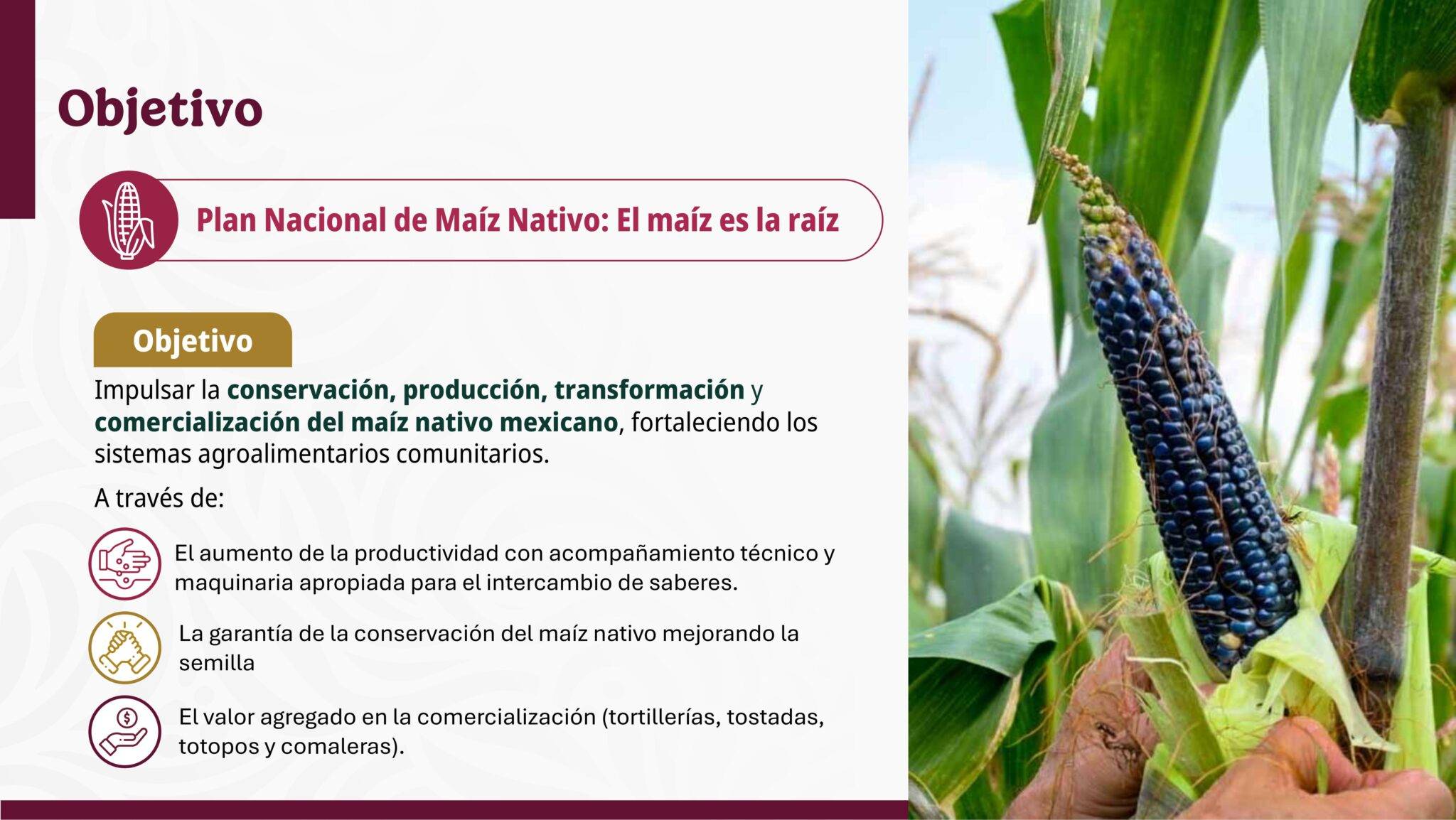 Plan Nacional del Maíz Nativo: El Maíz es la Raíz: Sheinbaum